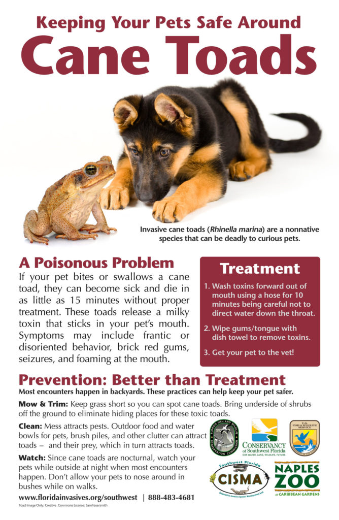 Cane Toads - Invasive Species in Florida